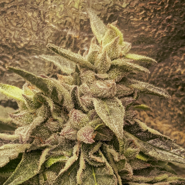 Deep Chunk [Cannapot Seeds] | € 32,50 | cannabis strain