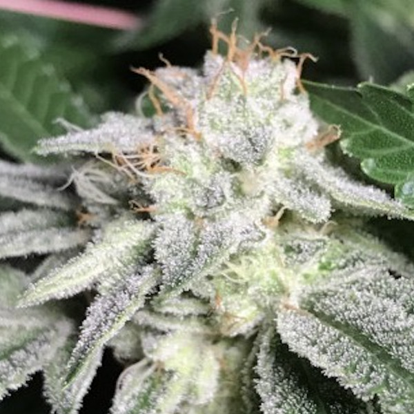 Gorilla Glue aka GG4 - Potencia y fuerza Gorilla Glue aka GG4 - Potencia y fuerza