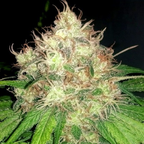 Chocolope fem [Cannapot] : cannabisseeds