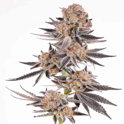 Crystal Cookies V2 [Inhouse Genetic Seeds] | € 60,00 | Semillas de cannabis