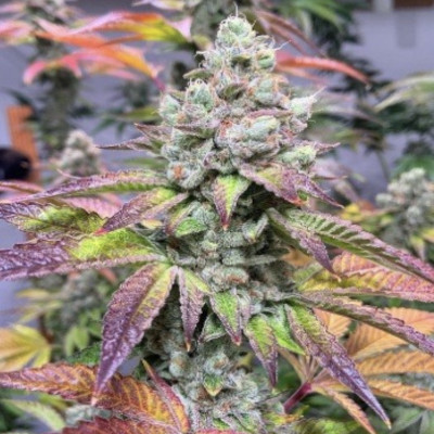 Dank Bananas 7 fem [Dank Genetics] | € 78,00 | Graines de cannabis