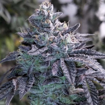 Guava Jelly [Grounded] | € 90,00 | Cannabis Seeds