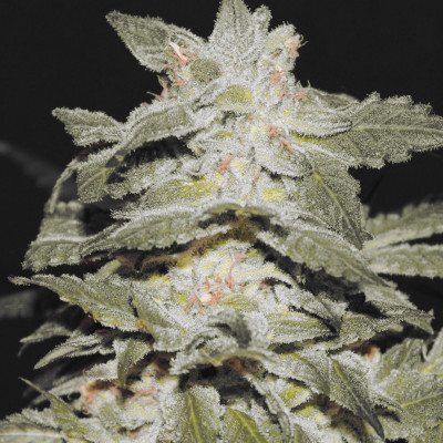 Lemon Skunk 5 fem [ApeOrigin] | € 15,00 | Cannabis Seeds