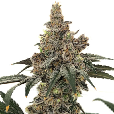 Marrakesh – El Krem [Purple City Genetics] | € 45,00 | Cannabis Seeds