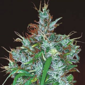 Panama Haze [Ace Seeds] : cannabisseeds