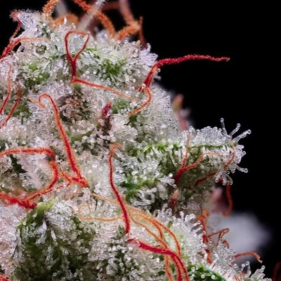 Peach Crescendo RF3 Auto [Ethos Seeds] | € 70,20 | Cannabis Seeds