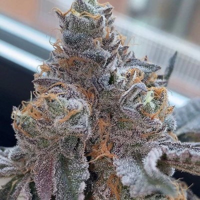 Pinata [Grounded] | € 90,00 | Cannabis Seeds