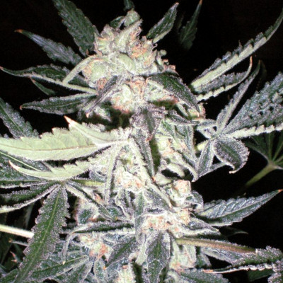 Rotten Apple Triploid 5 fem [ApeOrigin] | € 29,83 | cannabis