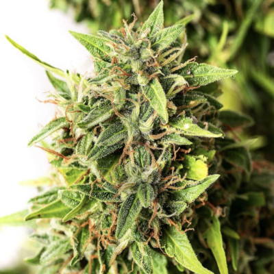 Runtz Auto female [Kannabia Seeds] | € 11,00 | Cannabis Seeds