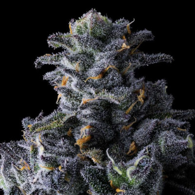 UK Riot fem [Compound Genetics] | € 160,00 | Cannabis Seeds